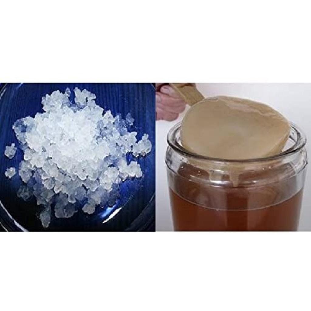 Pack 100g de Hongo de Kéfir de Agua + Disco SCOBY Kombucha | Kefiralia