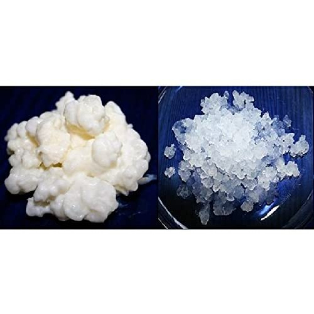 Pack 40g de Hongo de Kéfir de Leche + 100g de Hongo de Kéfir de Agua ...